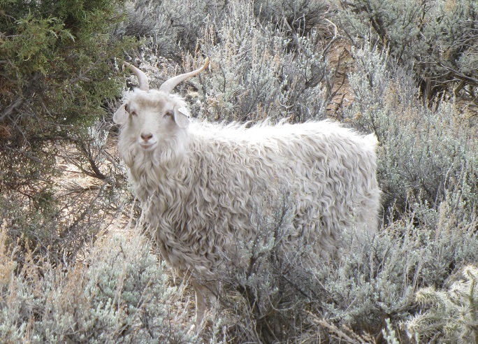 Angora Goat Doe Photos – Ovie Ranch
