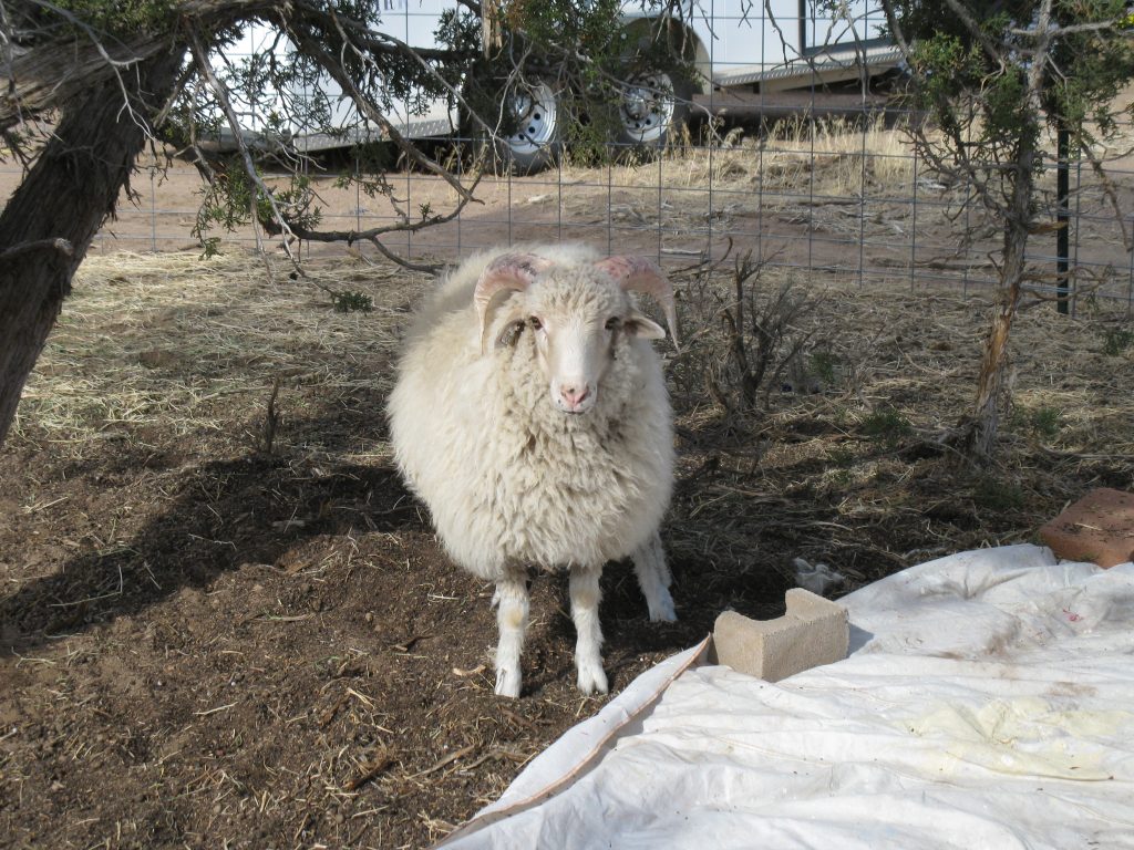 Navajo-Churro Sheep Ram Photos – Ovie Ranch