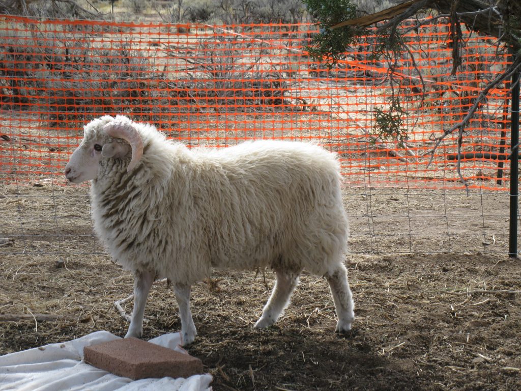 Navajo-Churro Sheep Ram Photos – Ovie Ranch