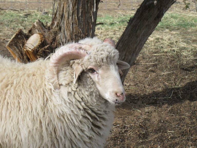 Navajo-Churro Sheep Ram Photos – Ovie Ranch