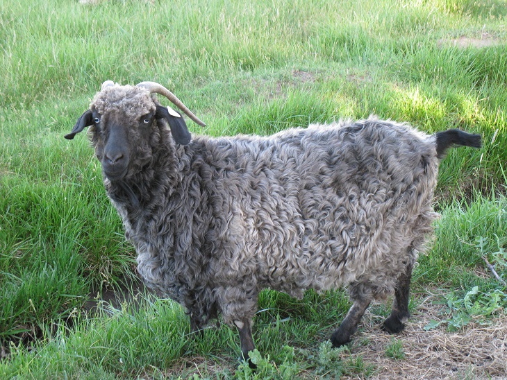 Angora Goat Doe Photos – Ovie Ranch