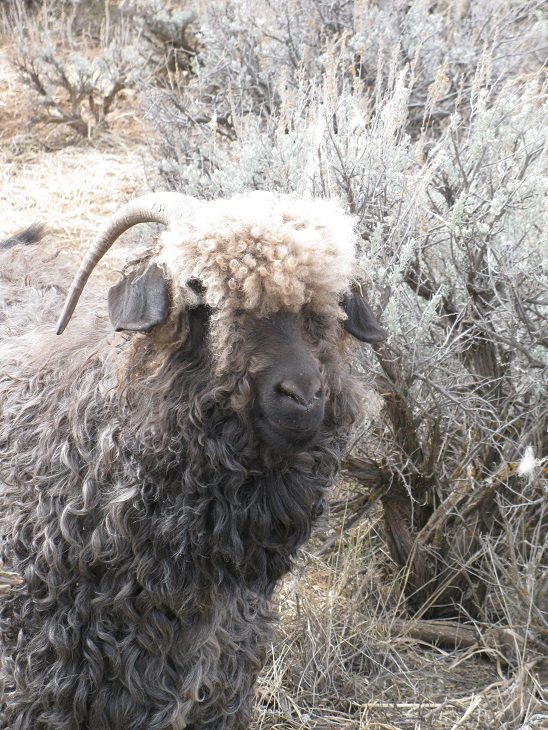 Angora Goat Doe Photos – Ovie Ranch