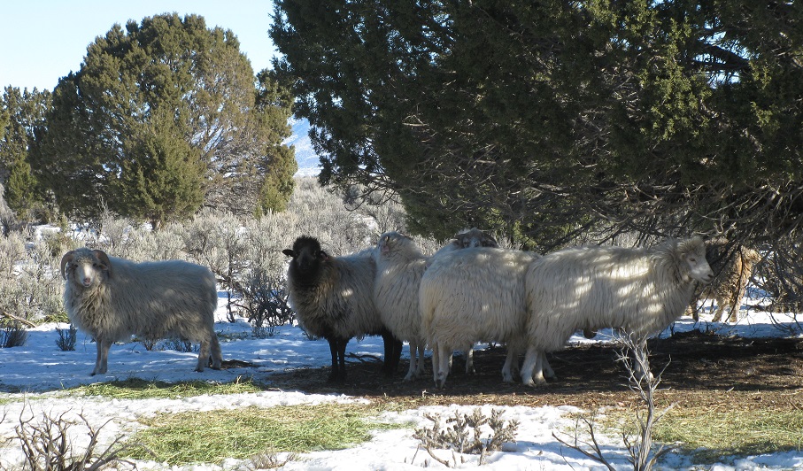 Navajo-Churro Sheep Ram Photos – Ovie Ranch