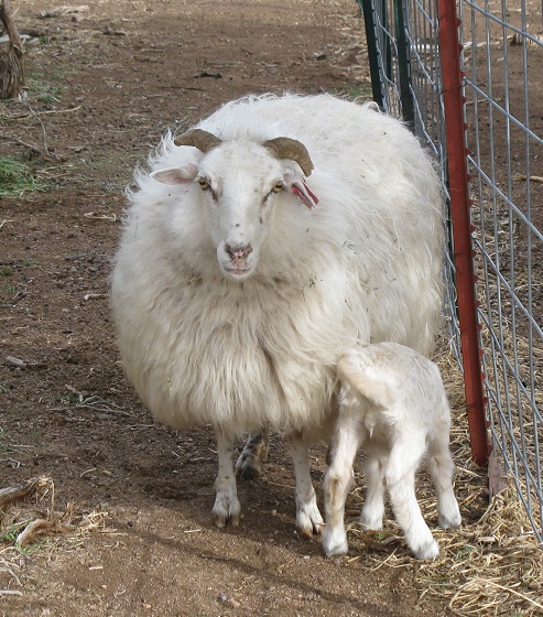 Navajo-Churro Lamb Photos – Ovie Ranch