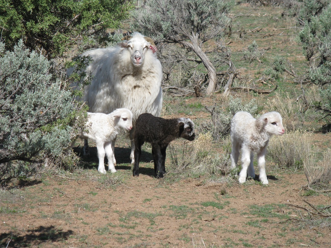 Navajo-Churro Lamb Photos – Ovie Ranch