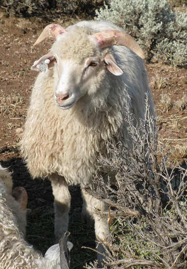 Ovie Ranch – Navajo-Churro Sheep and Angora Goats
